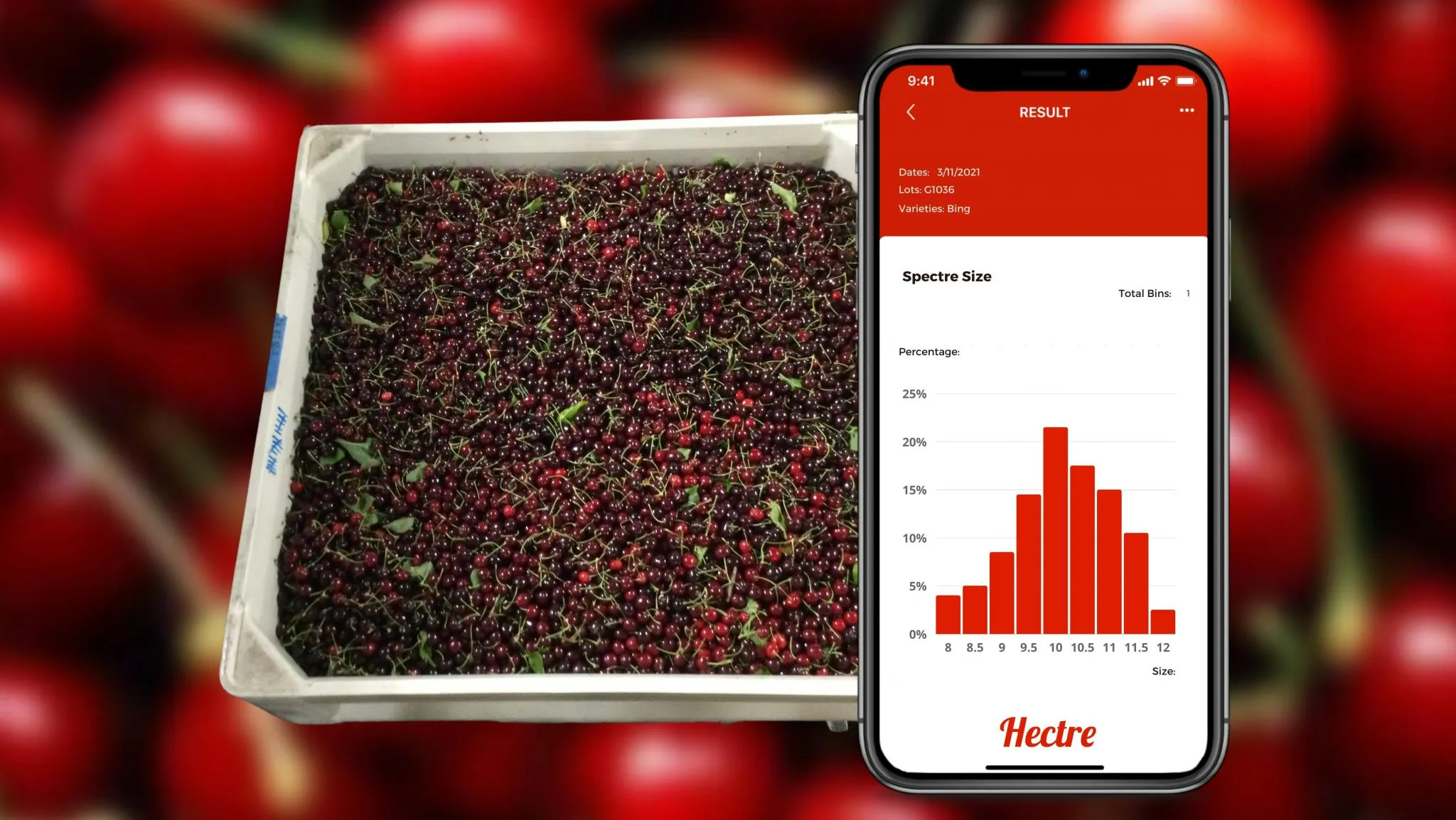 Cherry Fruit Sizing Project Enters Final Stage | Hectre